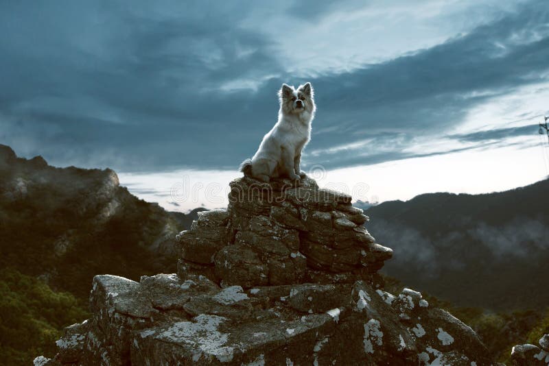 Dog Climbs Successfully a Mountain Stock Image - Image of wolf, cute ...