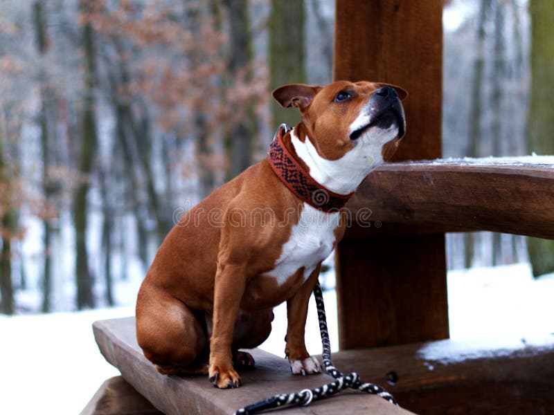 A Dog Sits in a Very Nice Way. Stock Photo - Image of sits, nice: 213961564