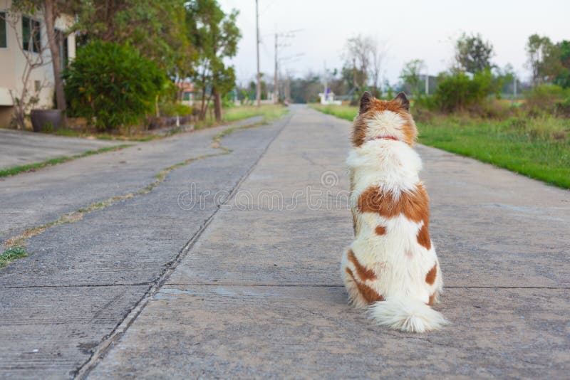 Dog sitting back stock photo. Image of friend, wait, watch - 50562286