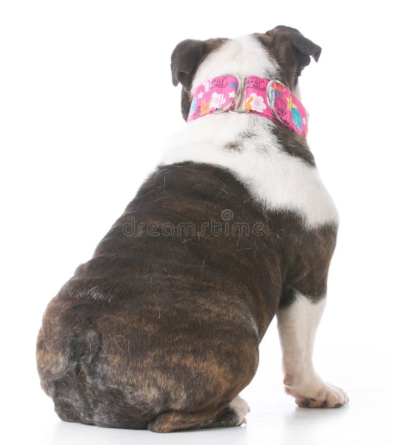 571 Dog Backside Stock Photos - Free & Royalty-Free Stock Photos from ...
