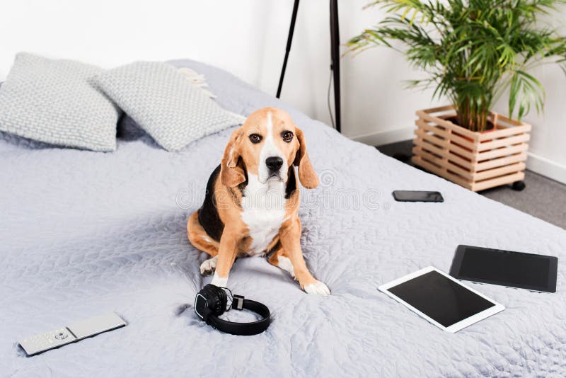 Dog Sitting on Bed with Digital Devices, Headphones and Tv Remote ...