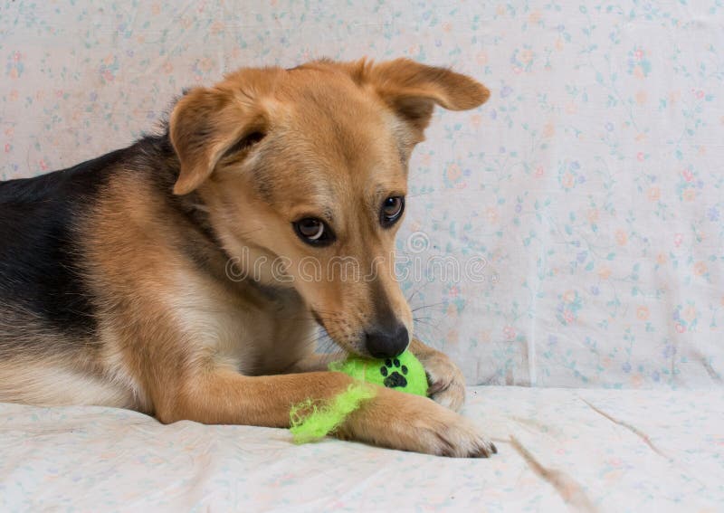 Cute doggy stock photo. Image of doggy, silly, pretty - 3257704