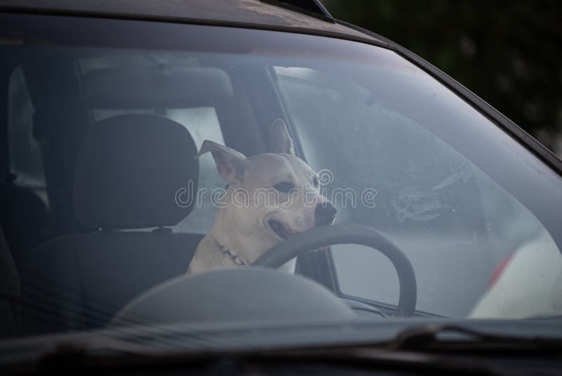 The Dog is Sitting Behind the Wheel Stock Photo - Image of control ...