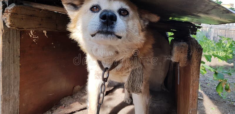 Dog sitting in a booth. stock photo. Image of dogs, booth - 129363386