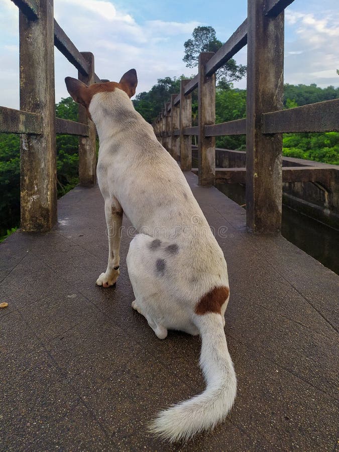 Dog sitting on the bridge stock image. Image of sitting - 252145381