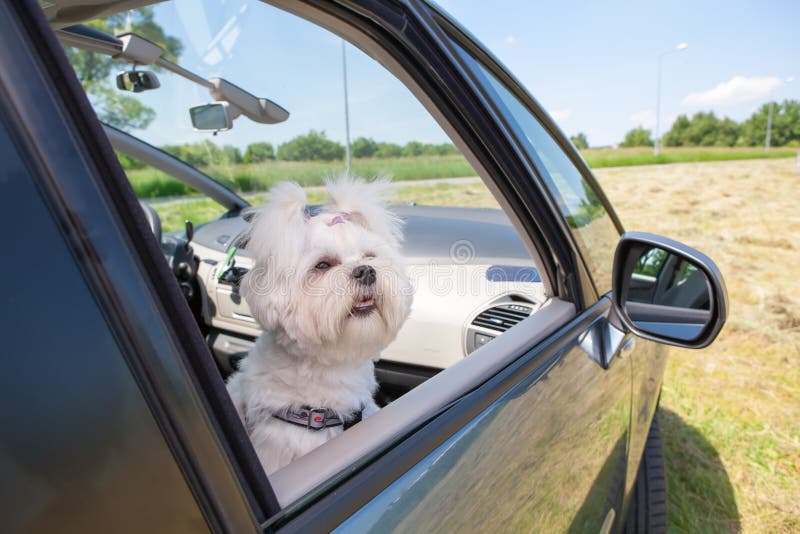 Dachshund Dog Riding in Car and Looking Out from Car Window. Happy Dog ...
