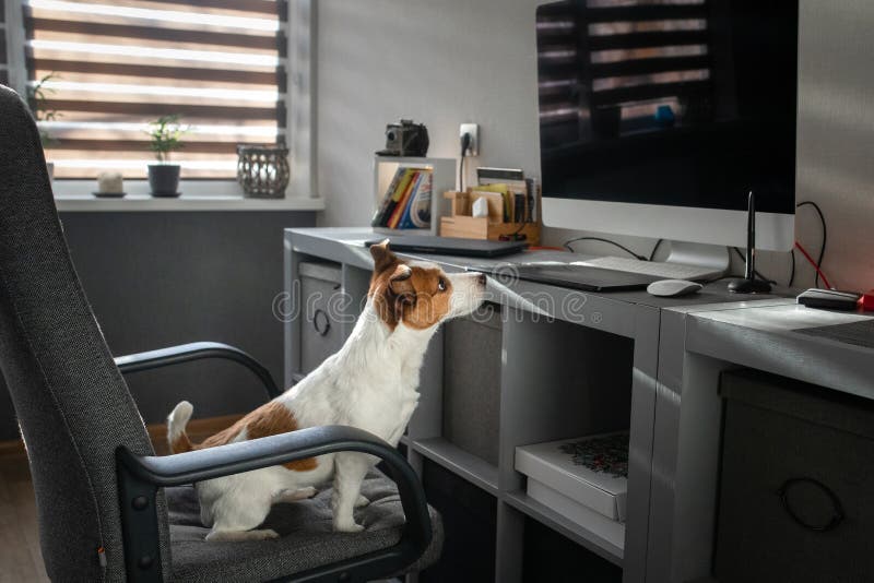 The Dog is Sitting on a Chair at the Computer. Clever Jack Russell ...