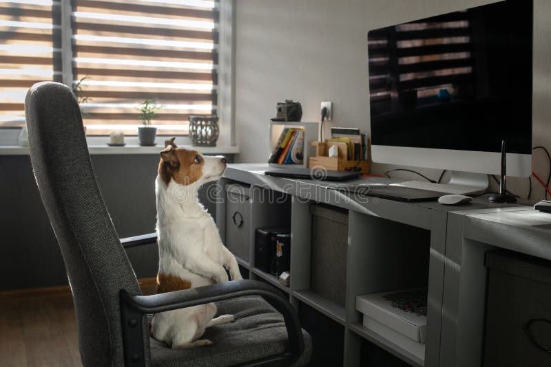 The Dog is Sitting on a Chair at the Computer. Clever Jack Russell ...