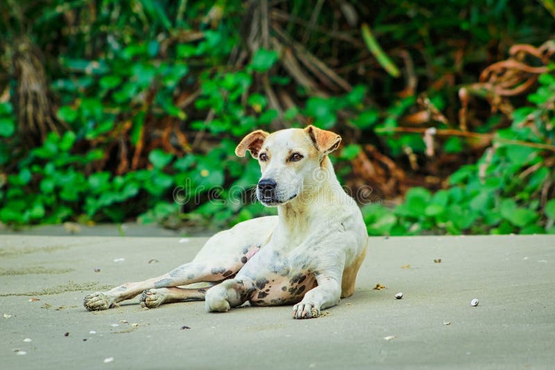 Dog Sitting and Chilling at the Beach. Stock Photo - Image of chilling ...