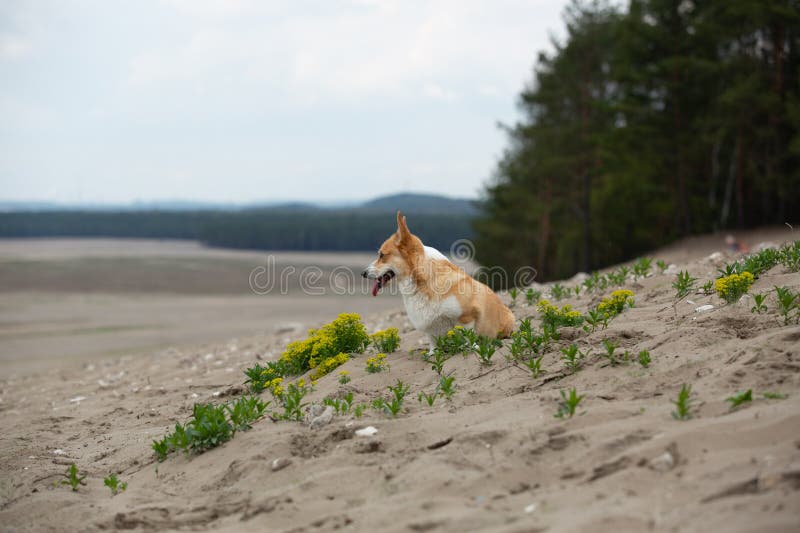 A Dog Sitting at the Edge of the Desert, Looking into the Distance ...