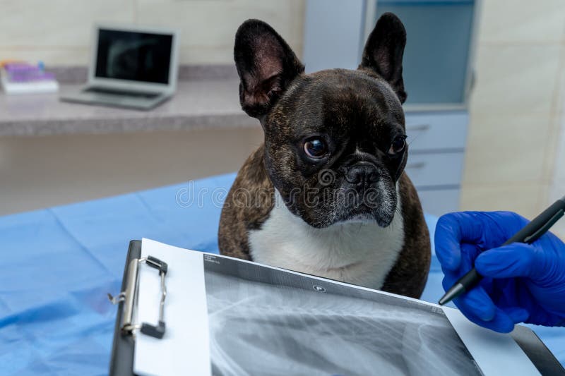 Dog Sitting on a Examination Table after MRI Procedure Stock Image ...