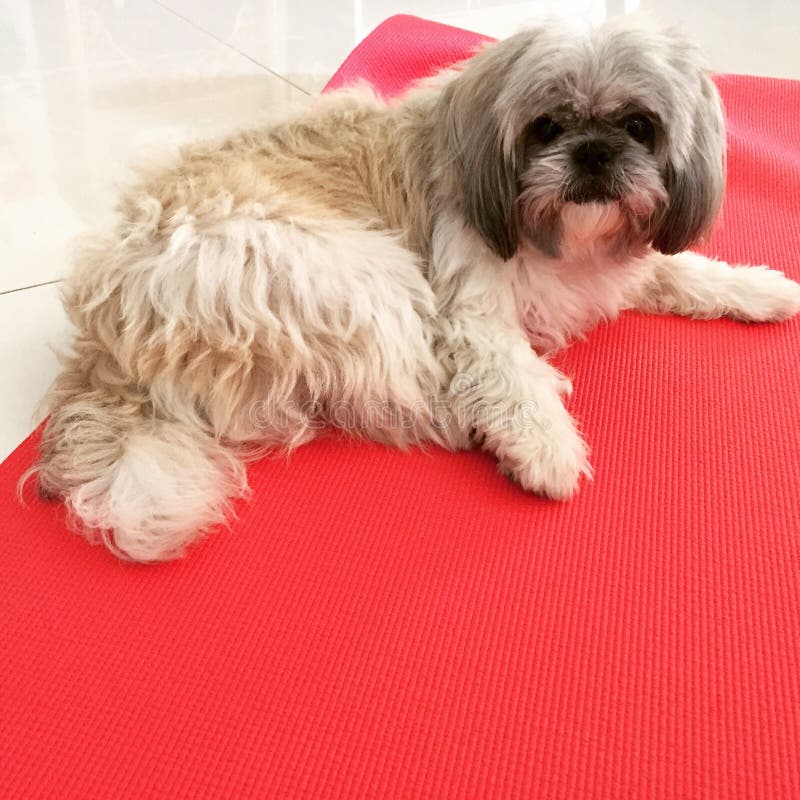 Dog Sitting on the Exercise Mat Stock Image - Image of sitting ...