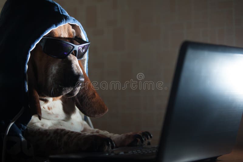 Dog Sitting in Front of Computer Stock Photo - Image of room, unknown ...