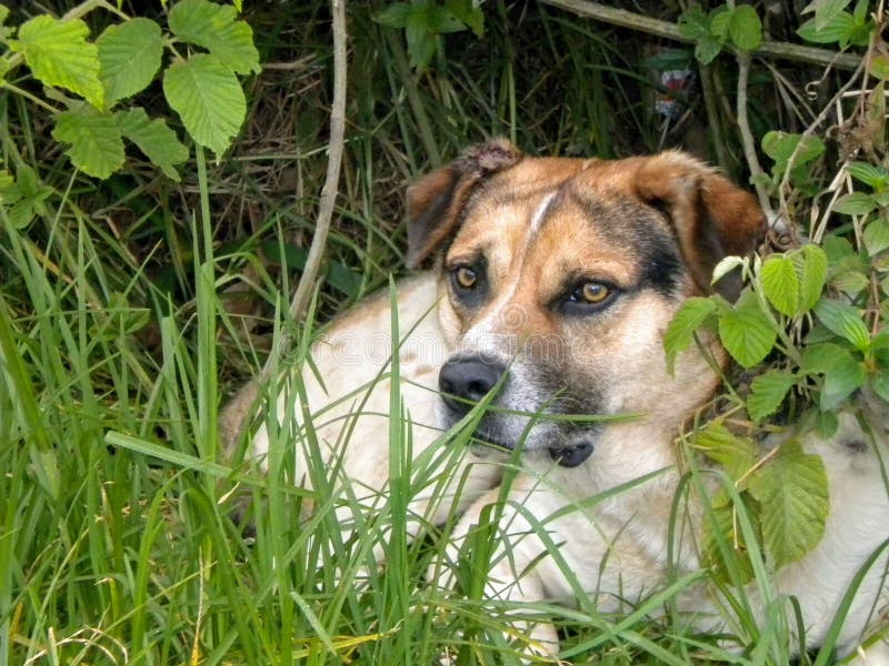 Dog Looking Far Away in the Nature Stock Photo - Image of away, grass ...