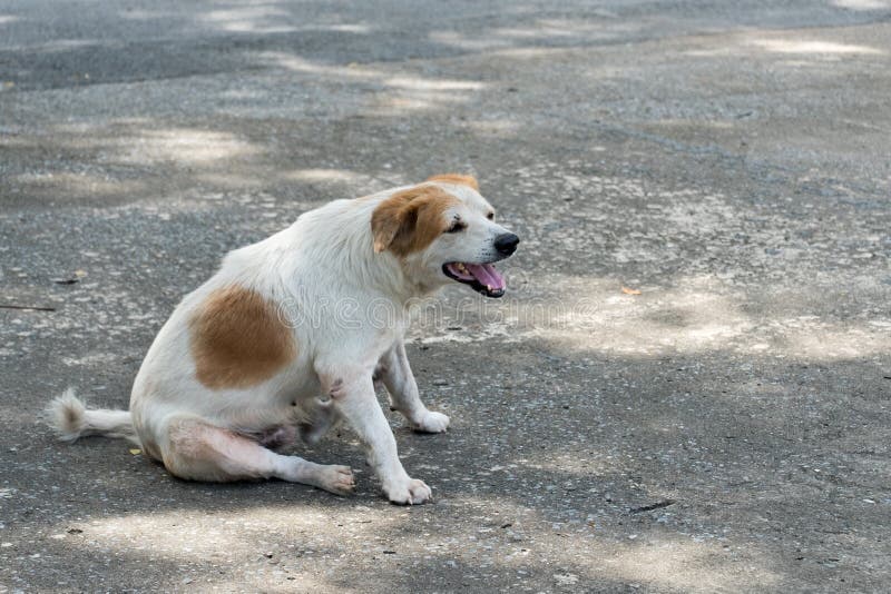 Dog sitting on the ground stock photo. Image of animal - 187275082