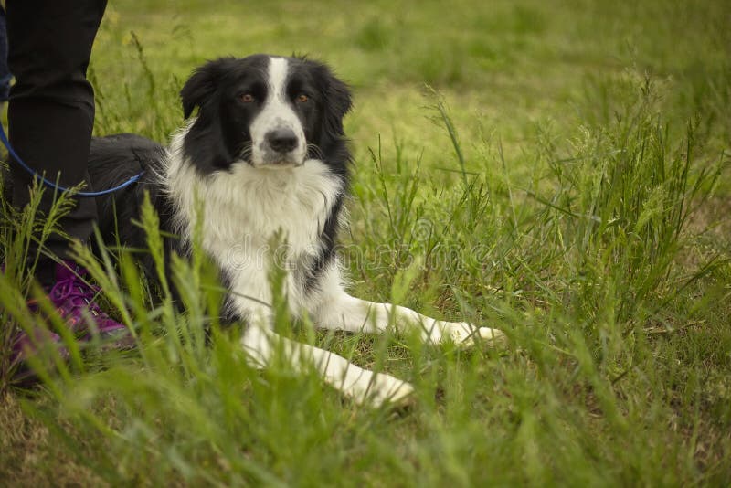 Dog Sitting on the Ground while on a Leash Stock Image - Image of ...