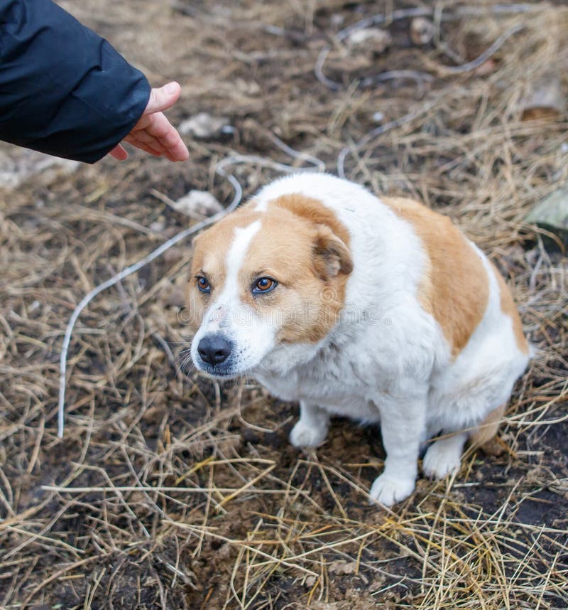 A Dog is Sitting on the Ground and Looking at a Person Stock Image ...