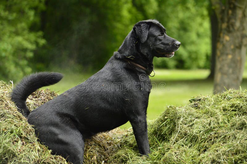 Dog sitting in the hay stock photo. Image of grass, freshly - 54060456