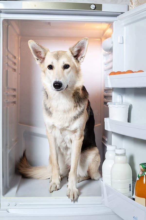 7,736 Empty Fridge Photos - Free & Royalty-Free Stock Photos from ...