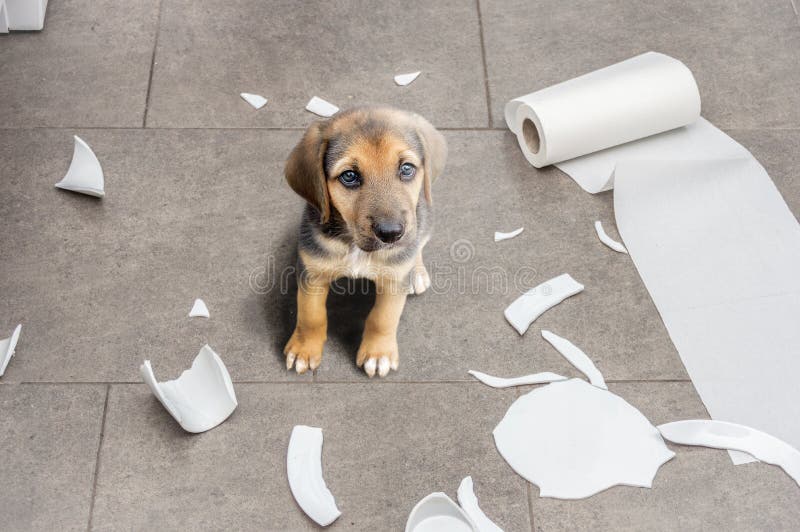 Dog and Sitting in the Middle of Mess Stock Image - Image of chaos ...