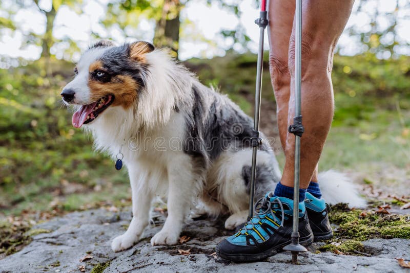 Dog Sitting at the Owner Feet, Resting during Walk in Forest. Stock ...