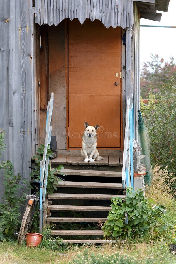 Dog sitting on the porch stock photo. Image of animal - 73703630