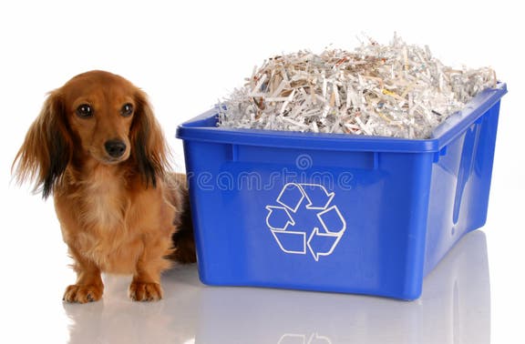 Dog Sitting beside Recycle Bin Stock Photo - Image of blue ...