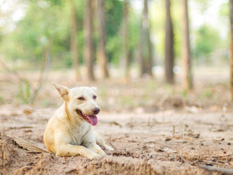 Dog Sitting Rest and Panting in the Heat of the Day. Stock Photo ...