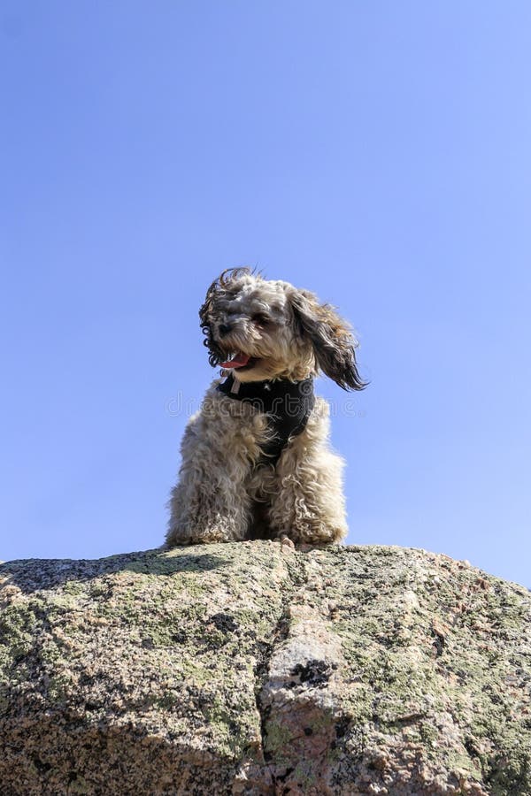 Dog sitting on a rock stock image. Image of retriever - 200253679