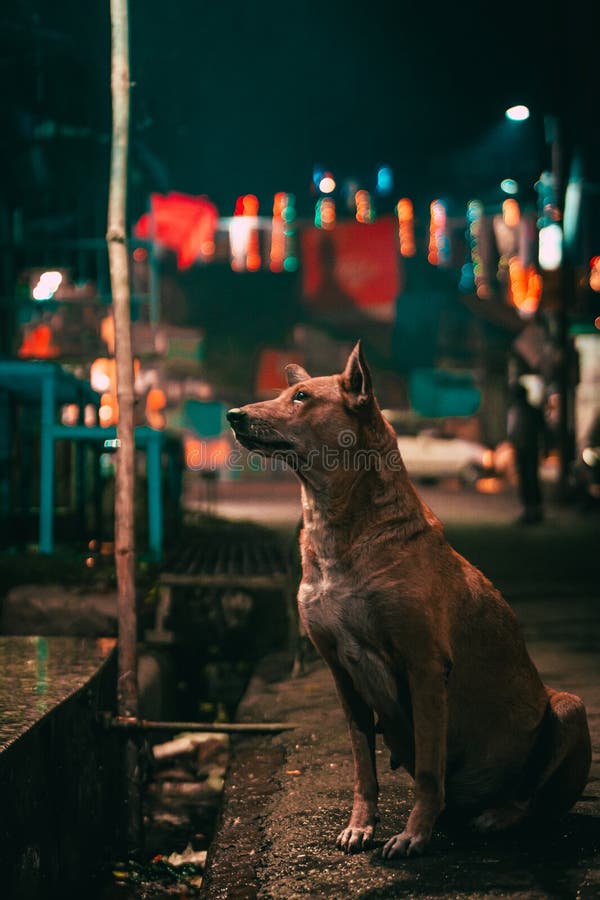 Dog Sitting on a Street in a Dark Night Stock Image - Image of night ...