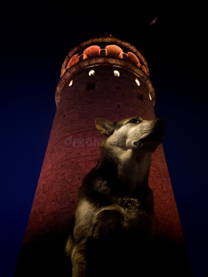 Dog Sitting on the Street in Front of a Tower Stock Photo - Image of ...