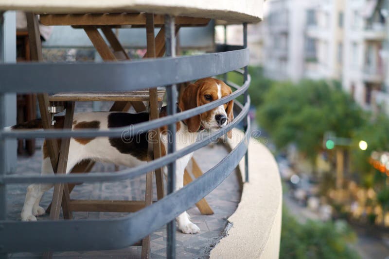 The Dog Sitting on the Terrace Wanna Going Out Stock Photo - Image of ...
