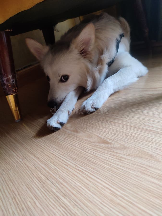 544 Dog Under Chair Stock Photos - Free & Royalty-Free Stock Photos ...