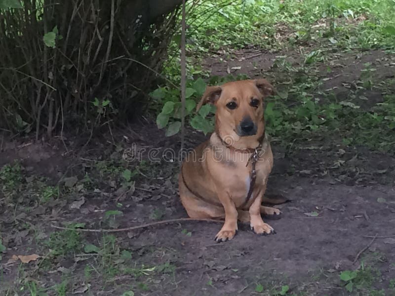 Dog under the tree stock image. Image of grass, wildlife - 225892023