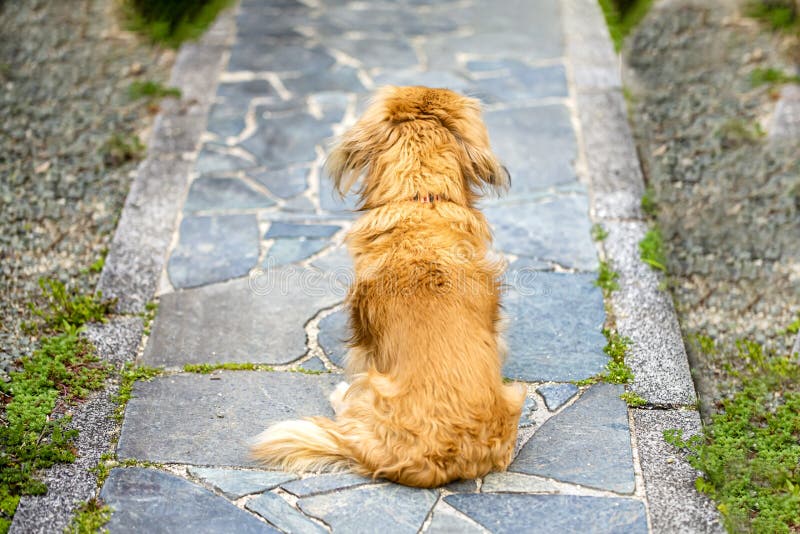 The Dog is Sitting and Waiting for His Master. Dog of the Back Figure ...