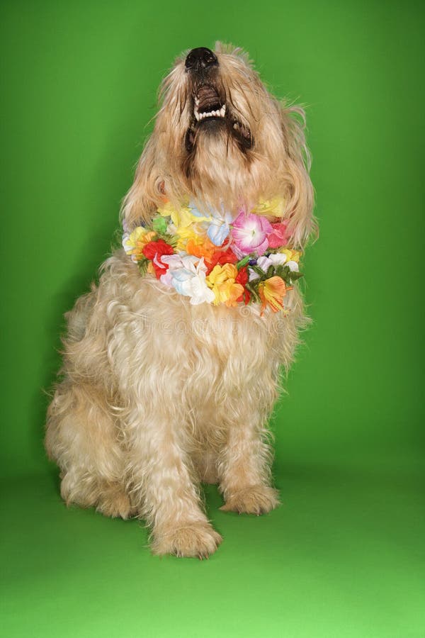 Dog sitting wearing lei. stock image. Image of vertical - 2037747