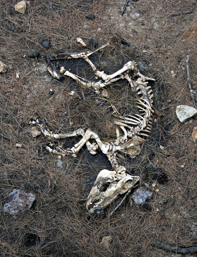 Dog skeleton stock image. Image of dead, biology, bone - 6680297