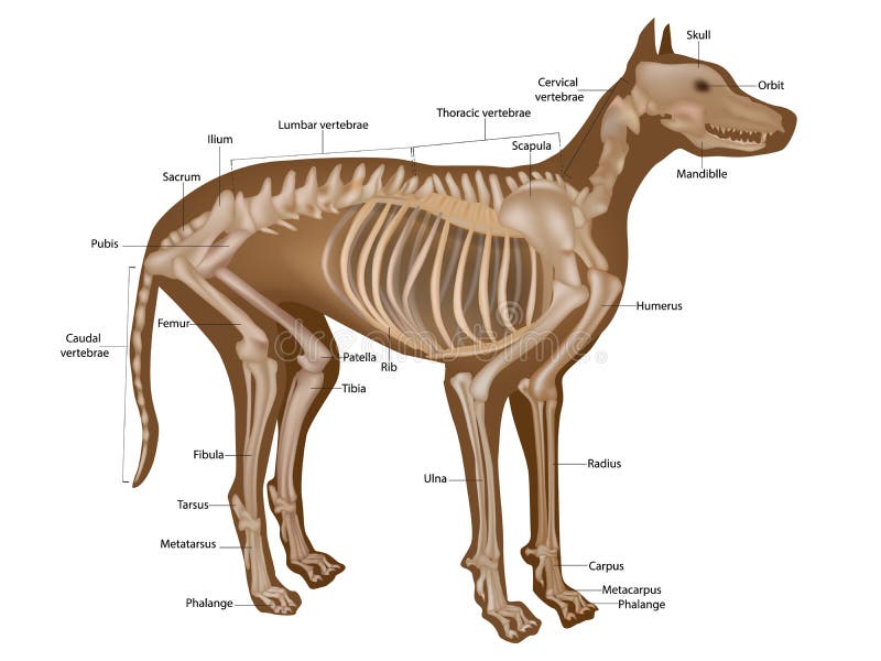 Dog Skeleton with Major Bone Elements. Canine Skeleton Veterinary Stock ...