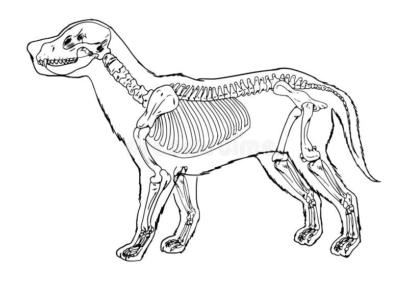 Dog skeleton outline stock illustration. Illustration of mammal - 33356999