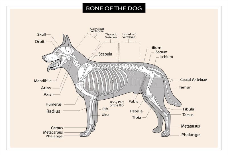 Dog Skeleton Veterinary Vector Illustration, Dog Osteology, Bones Stock ...