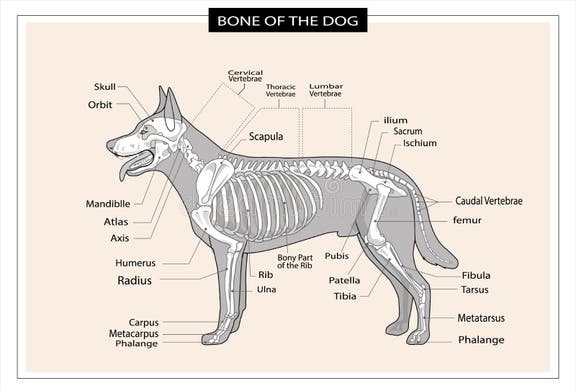 Dog Skeleton Veterinary Vector Illustration, Dog Osteology, Bones Stock ...