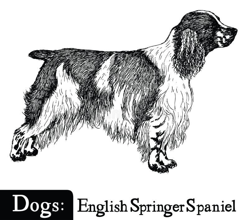 Dog Sketch Style English Springer Spaniel Stock Vector - Illustration ...