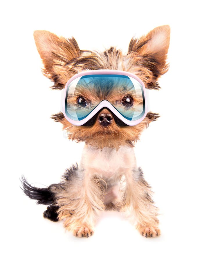 104 Dog Ski Mask Stock Photos - Free & Royalty-Free Stock Photos from ...