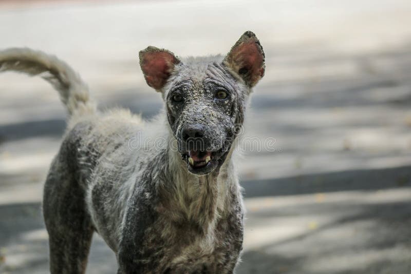 The dog is a skin disease stock photo. Image of animal - 127090486