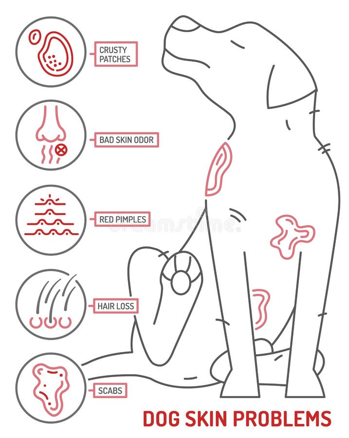 Dog Fur Disease Stock Illustrations – 163 Dog Fur Disease Stock ...