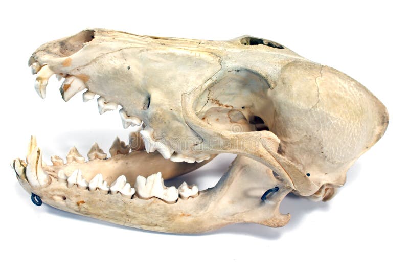 Dog skull stock image. Image of teeth, hallow, evolution - 50138079