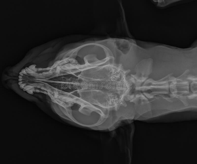 Dog Skull X Ray. Ventro Dorsal Exposure Stock Photo - Image of head ...