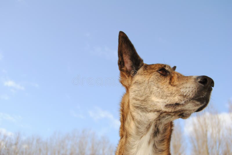 Dog and sky stock photo. Image of beauty, look, background - 12414652