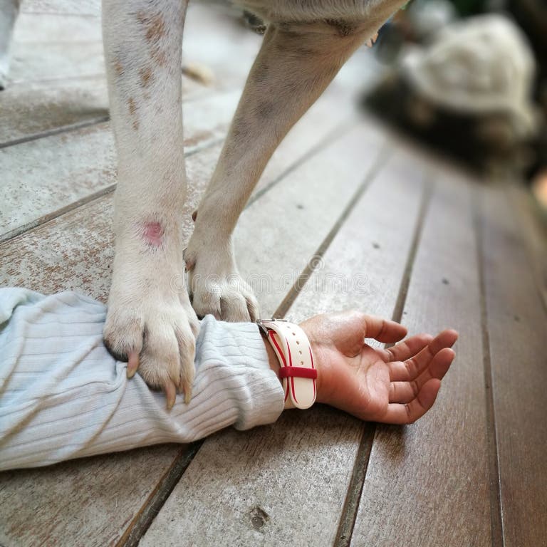 Dog slave stock photo. Image of closeup, slave, animal - 111687122