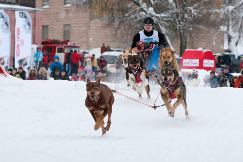 Limited North American Sled Dog Race - Alaska Editorial Photography ...